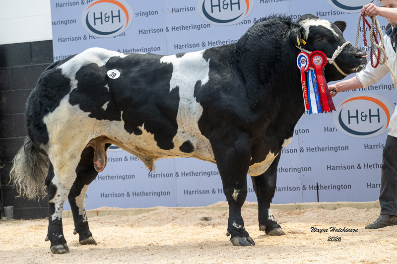 Border British Blue Club 35th Annual Spring Show & Sale at Carlisle 2026