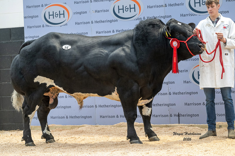 Border British Blue Club 35th Annual Spring Show & Sale at Carlisle 2026
