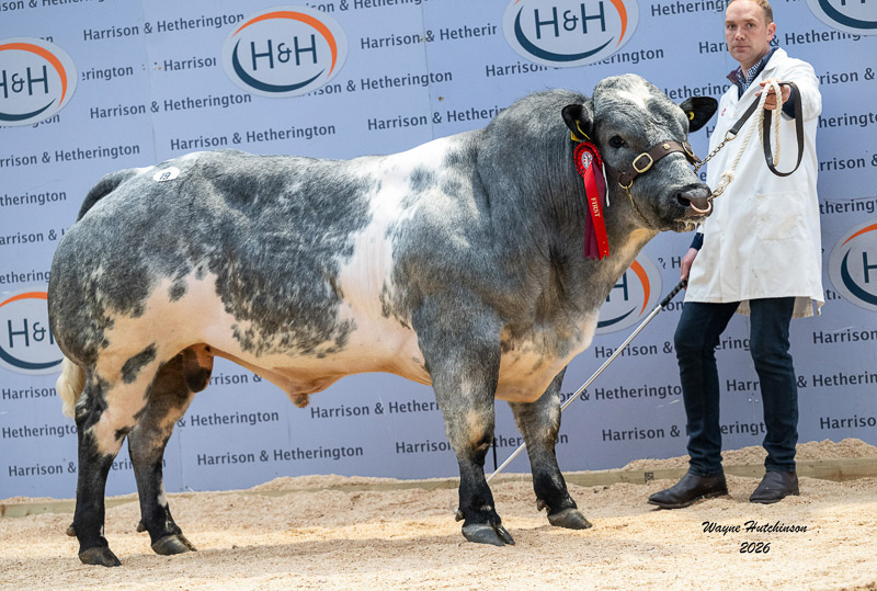 Border British Blue Club 35th Annual Spring Show & Sale at Carlisle 2026